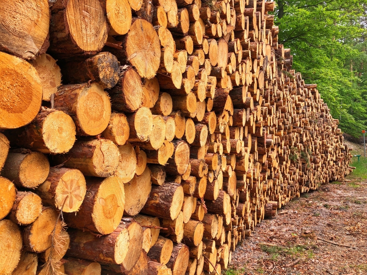 Logging - Rockefeller Forestry
